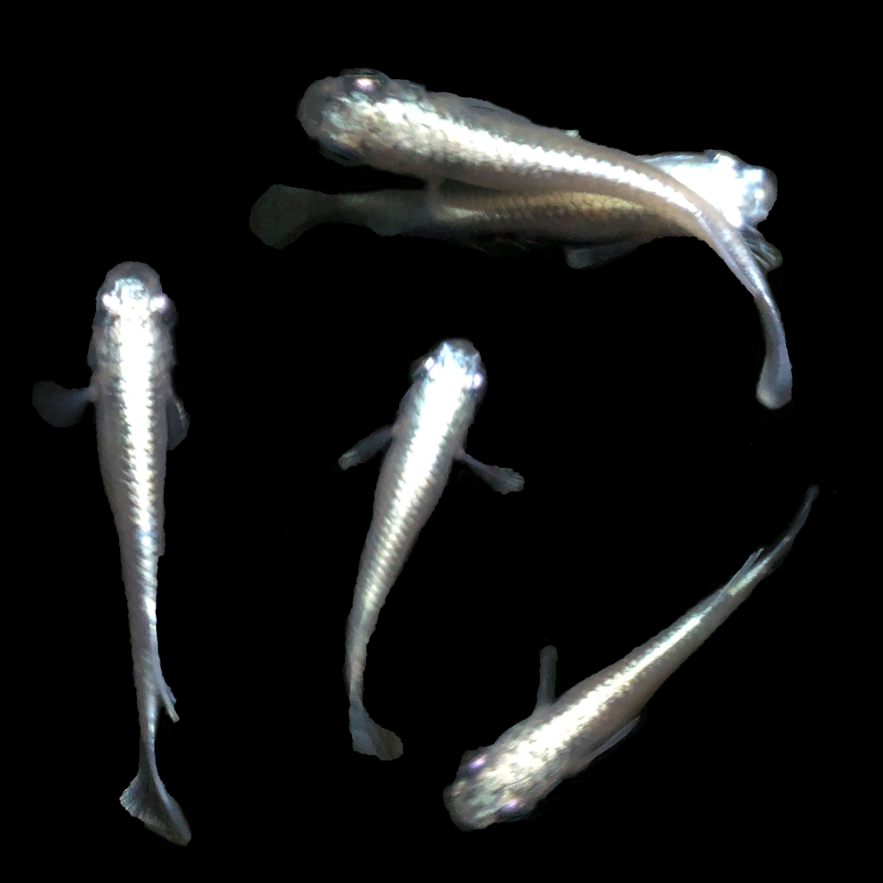 Platinum Blue Miyuki Medaka (Japanese Rice Fish) — 3 Pack – AquariumVille